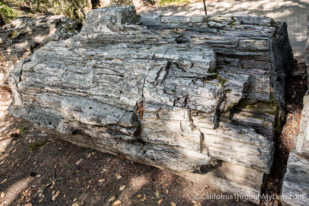 Petrified Forest: The World's Largest Petrified Trees - California ...