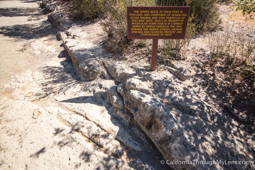 Petrified Forest: The World's Largest Petrified Trees - California ...