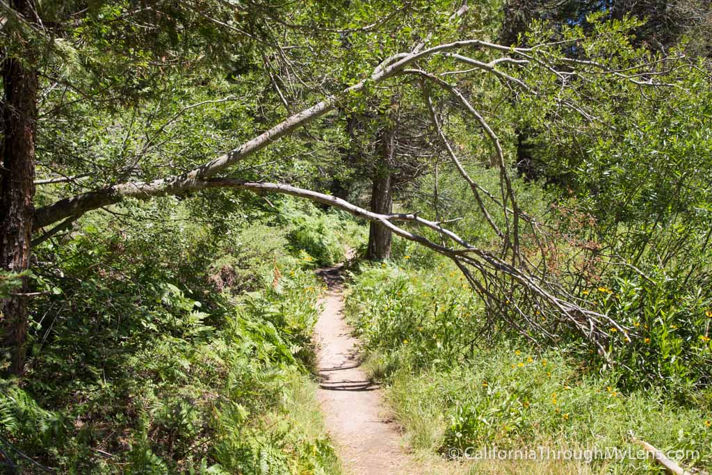 Big Stump Trail & Picnic Area: Home of the Mark Twain Stump in Kings ...