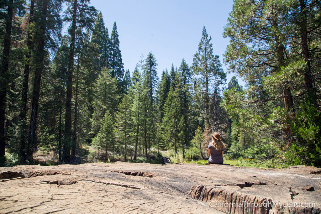 Big Stump Trail & Picnic Area: Home of the Mark Twain Stump in Kings ...