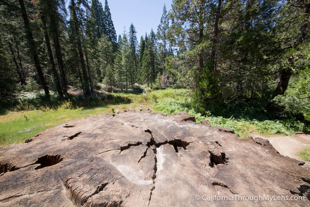 Big Stump Trail & Picnic Area: Home of the Mark Twain Stump in Kings ...