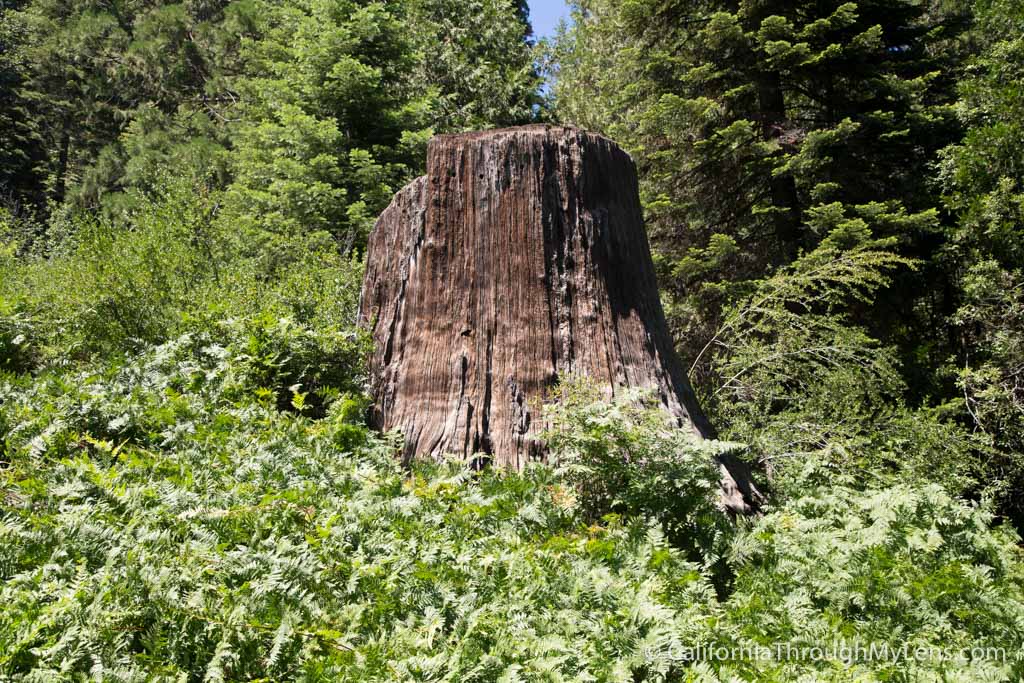 Big Stump Trail & Picnic Area: Home of the Mark Twain Stump in Kings ...