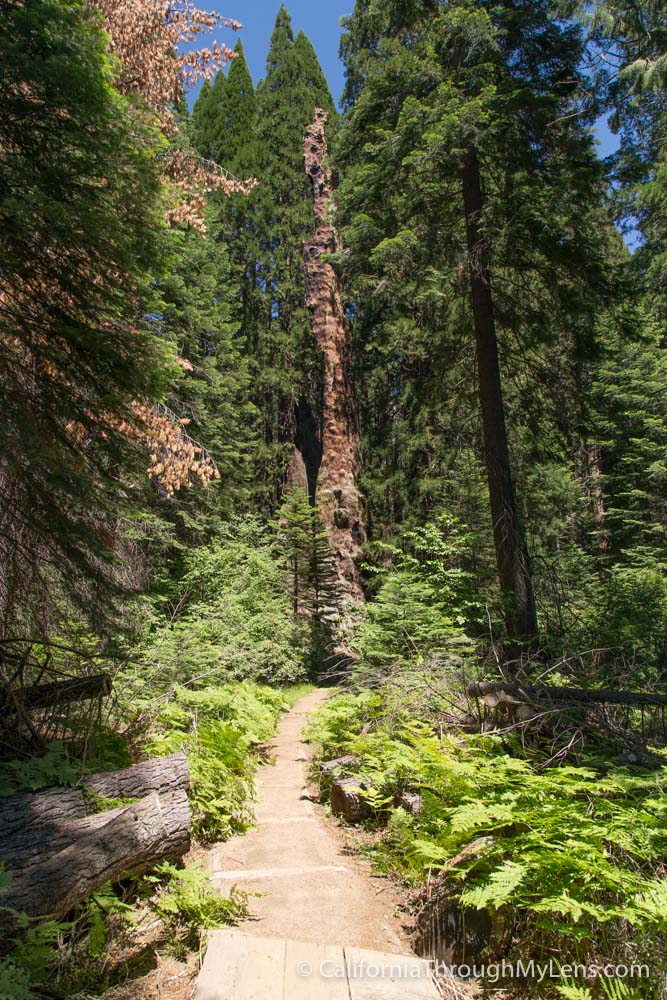 Big Stump Trail & Picnic Area: Home of the Mark Twain Stump in Kings ...