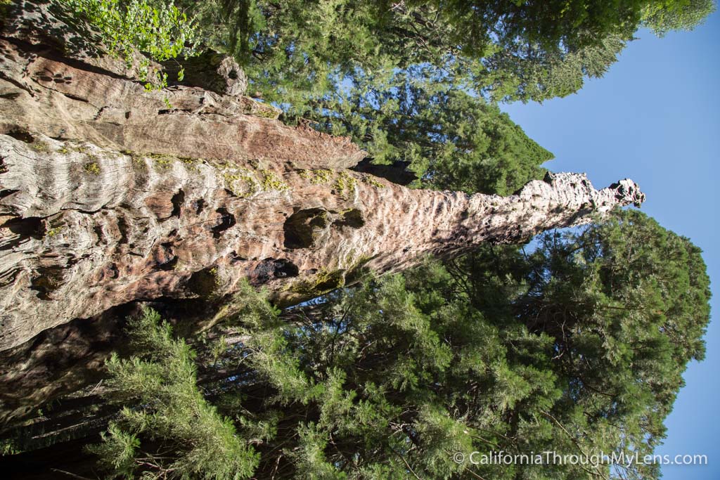 Big Stump Trail & Picnic Area: Home of the Mark Twain Stump in Kings ...
