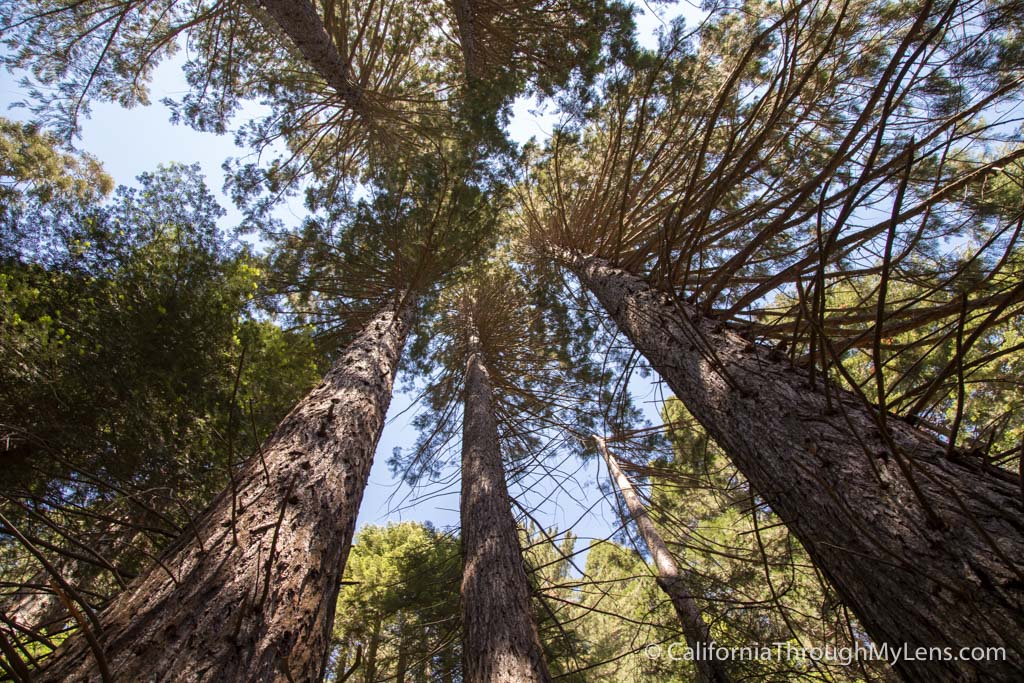 Big Stump Trail & Picnic Area: Home of the Mark Twain Stump in Kings ...