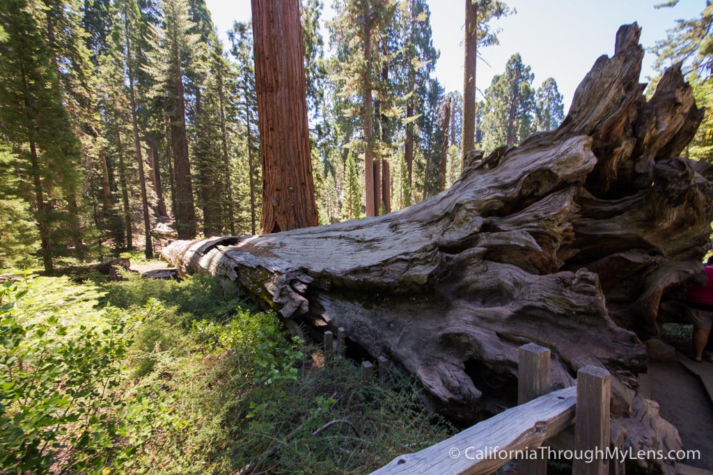 General Grant Trail & Grove: Exploring the Nations Christmas Tree in ...
