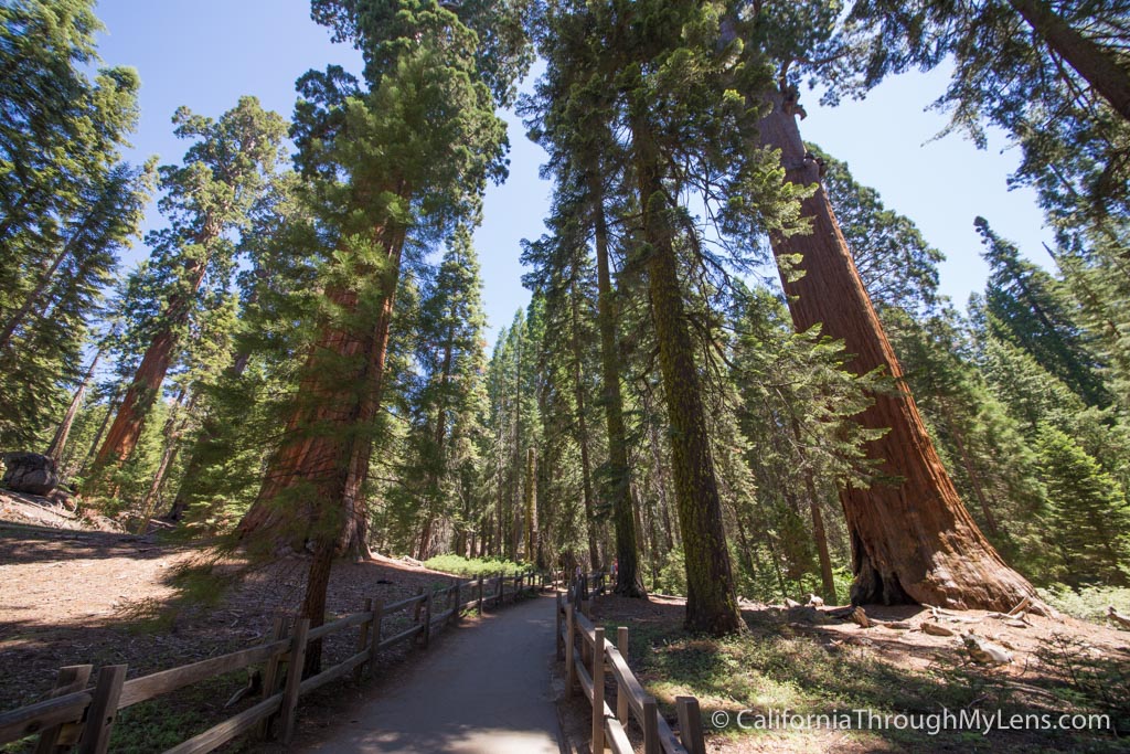 General Grant Trail & Grove: Exploring the Nations Christmas Tree in ...