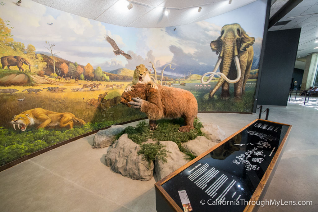 La Brea Tar Pits Exploring The Unqiue History Of Los Angeles