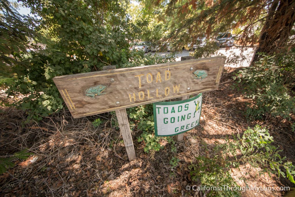 Toads Hollow: A Tunnel Underpass for Toads in Davis - California ...