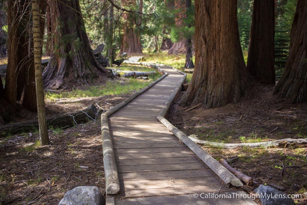 Big Trees Trail and Meadow in Sequoia National Park - California ...