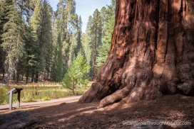 Big Trees Trail and Meadow in Sequoia National Park - California ...