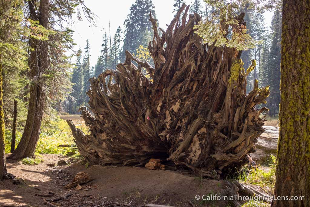 Crescent Meadow in Sequoia National Park - California Through My Lens