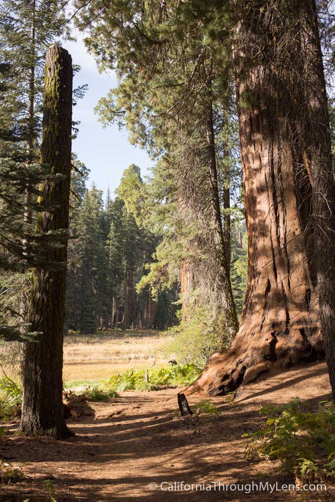 Crescent Meadow in Sequoia National Park - California Through My Lens