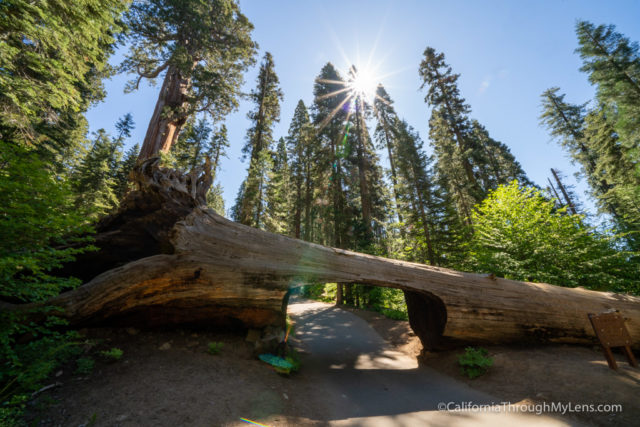 Sequoia National Park Guide: Hikes, Caves, Trees & Lodges - California ...