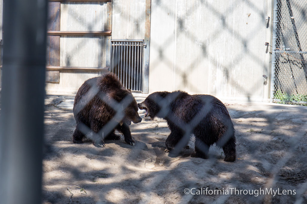Big Bear Alpine Zoo: An Animal Rehibilitation Center in Moonridge ...