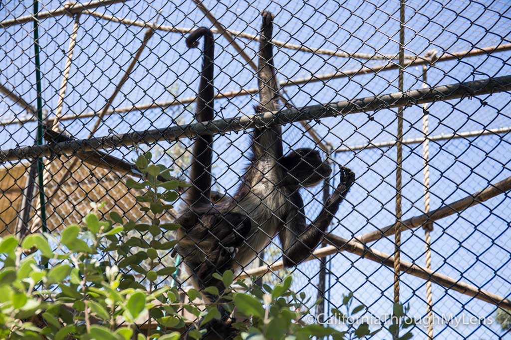 Visiting the Micke Grove Zoo in Lodi - California Through My Lens