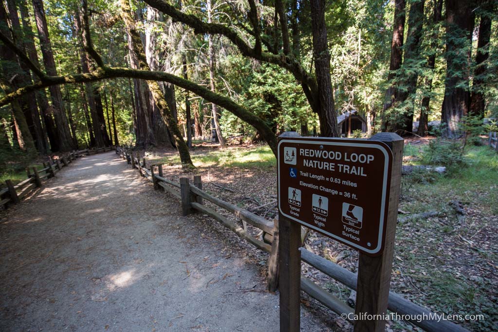 Redwood Grove Trail in Big Basin State Park - California Through My Lens