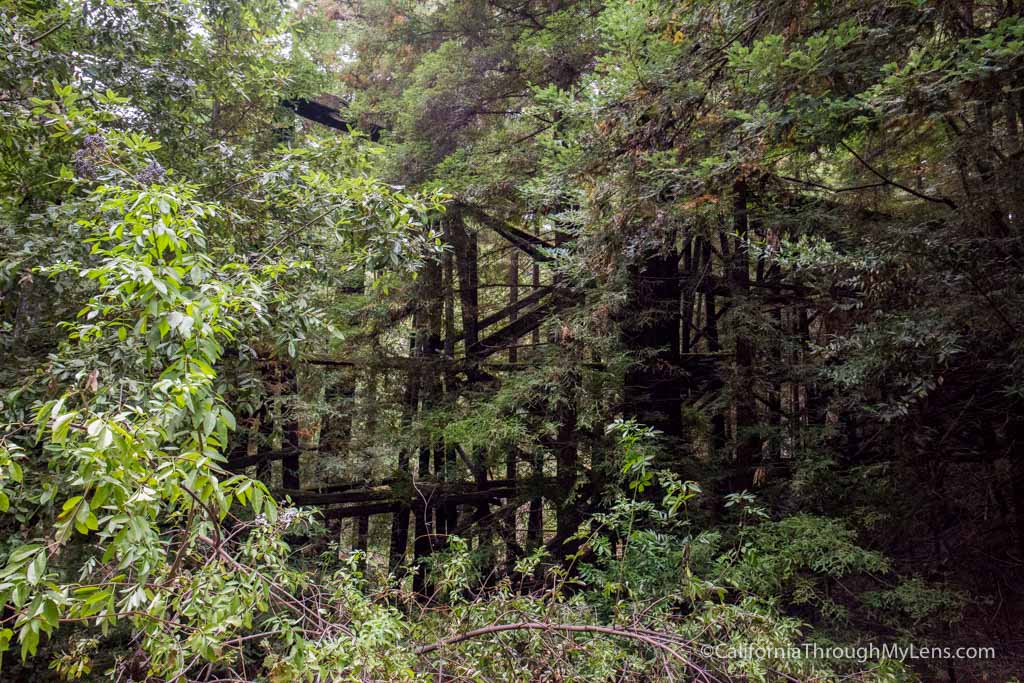 Roaring Camp & Big Trees Railroad: Riding a Steam Engine Through the ...