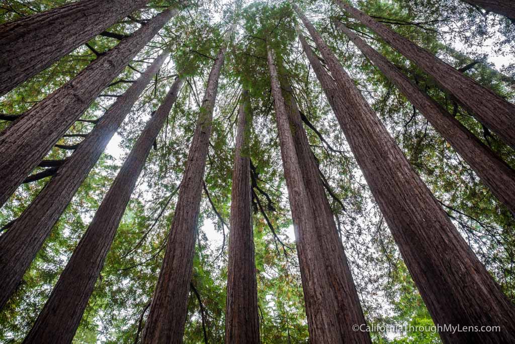 Roaring Camp & Big Trees Railroad: Riding a Steam Engine Through the ...