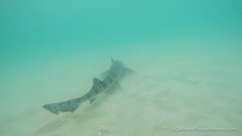 Snorkeling with the Leopard Sharks in La Jolla - California Through My Lens