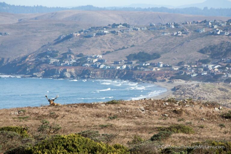 Tomales Point Hike: Seeing Tule Elk in Point Reyes National Seashore ...