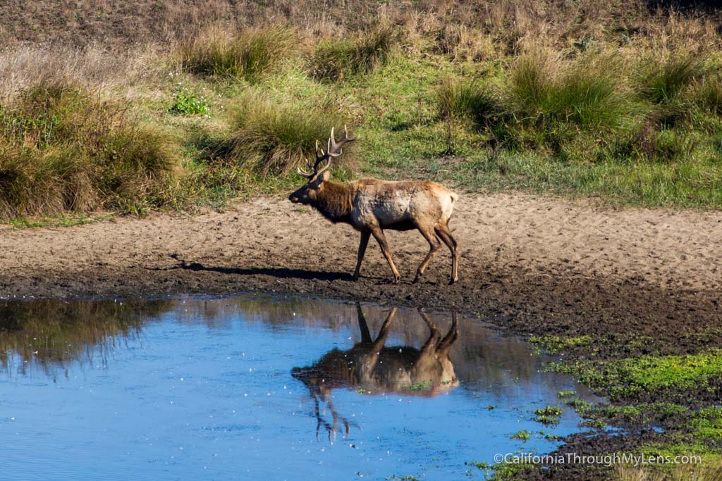 Tomales Point Hike: Seeing Tule Elk in Point Reyes National Seashore ...
