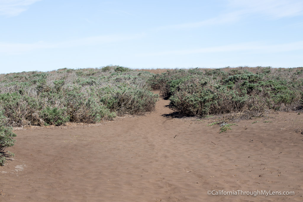 Tomales Point Hike: Seeing Tule Elk in Point Reyes National Seashore ...