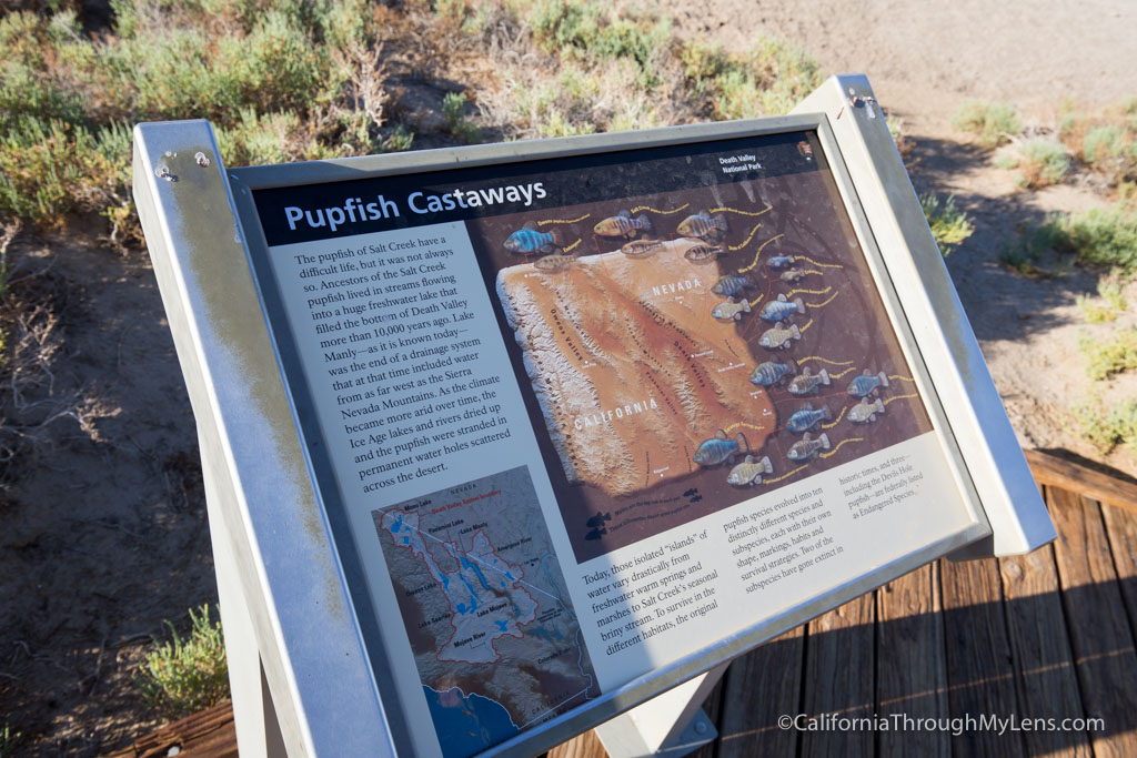 Salt Creek Trail: Seeing Pupfish in Death Valley - California Through ...