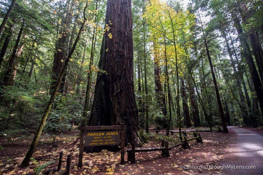 Armstrong Redwoods State Natural Reserve in Guerneville - California ...
