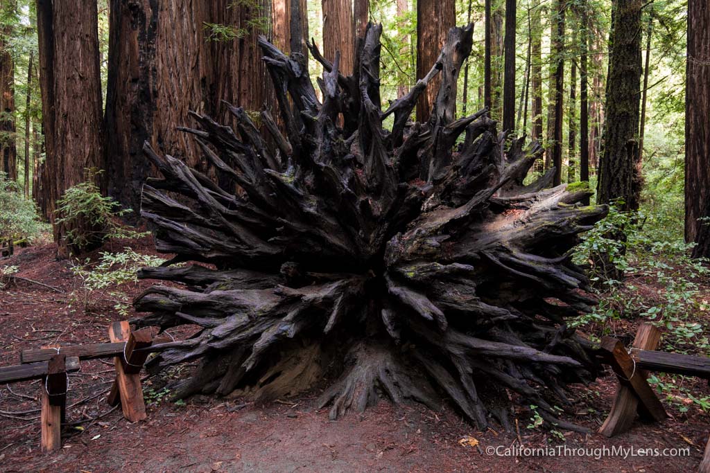 Armstrong Redwoods State Natural Reserve in Guerneville - California ...