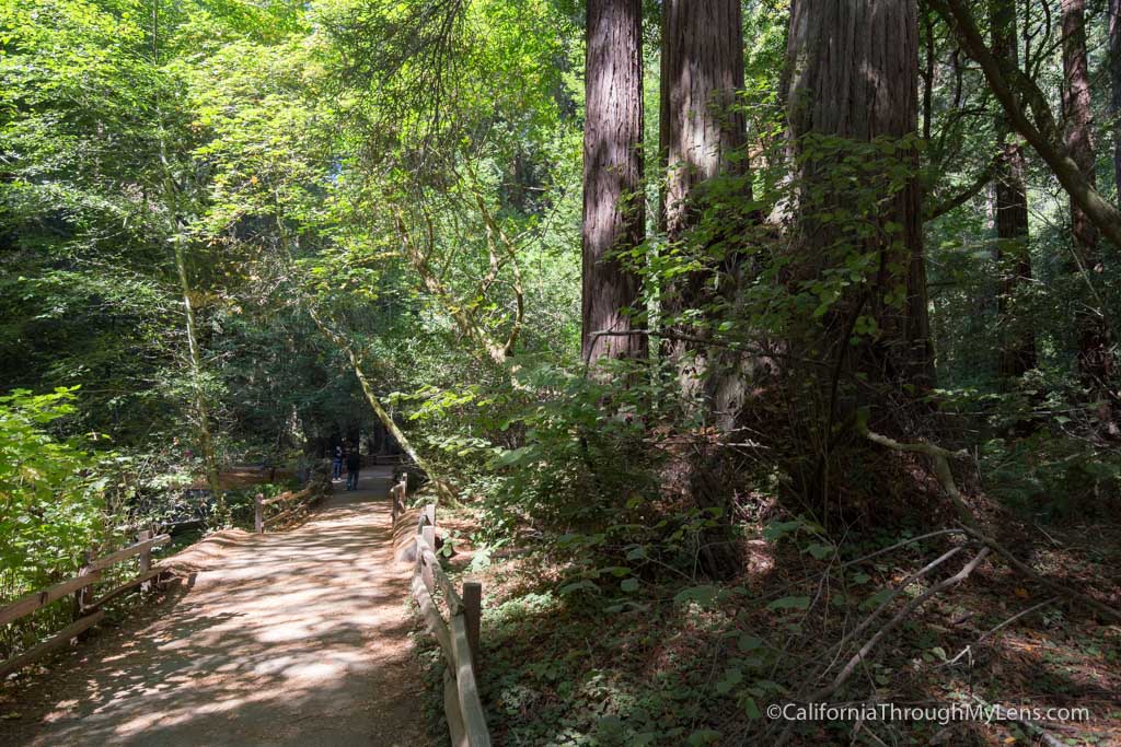 Muir Woods National Monument: Hiking the Bohemian Grove Trail ...
