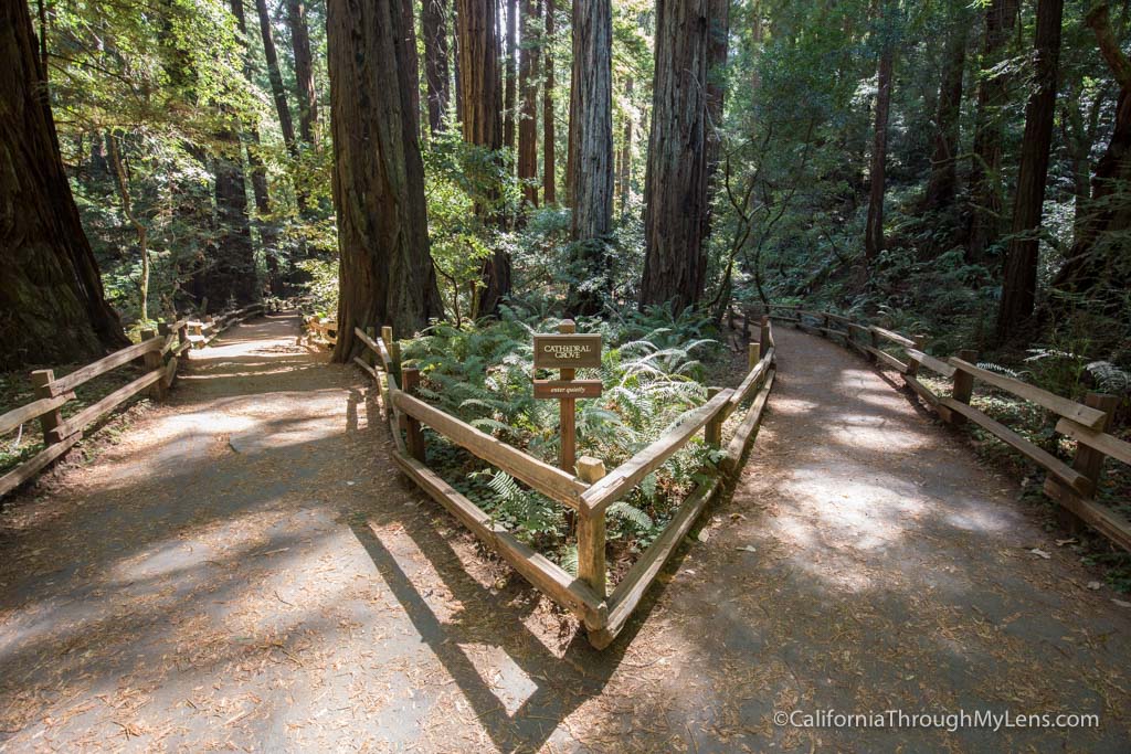 Muir Woods National Monument: Hiking the Bohemian Grove Trail ...