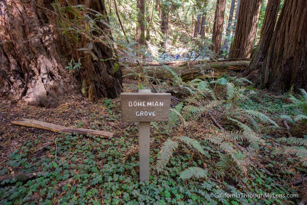 Muir Woods National Monument: Hiking the Bohemian Grove Trail ...