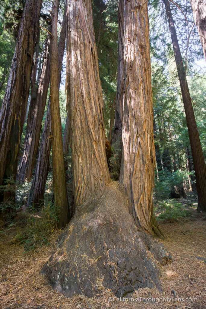 Muir Woods National Monument: Hiking the Bohemian Grove Trail ...