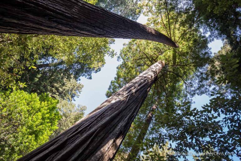Muir Woods National Monument: Hiking the Bohemian Grove Trail ...