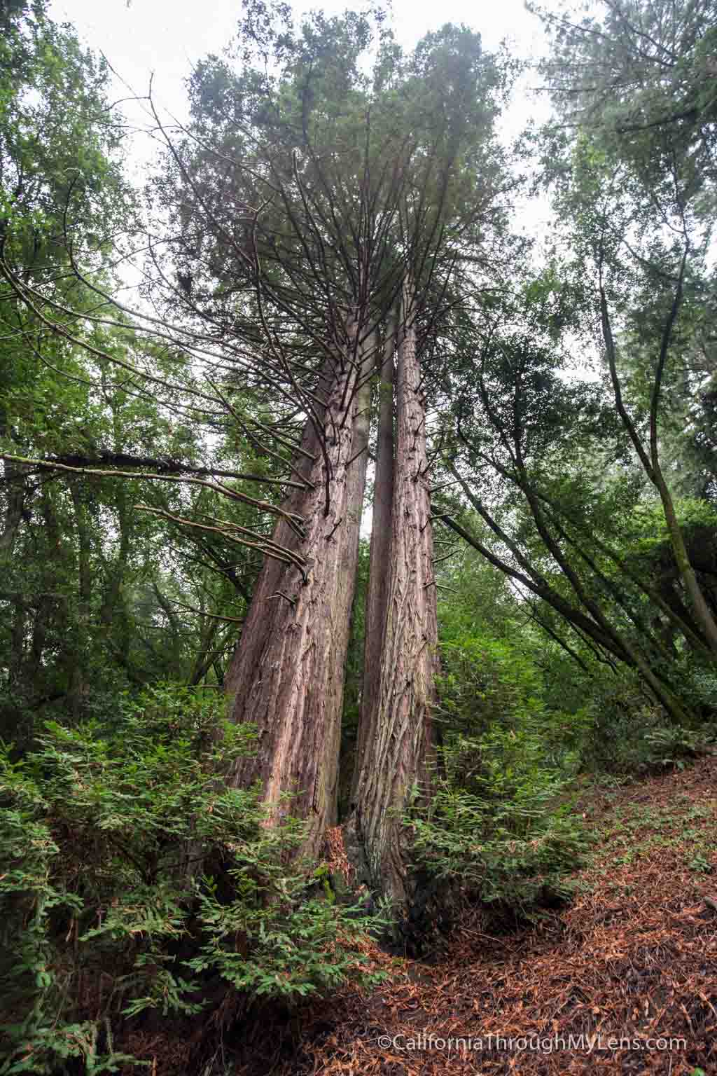 Redwood Regional Park Stream Trail in Oakland - California Through My Lens
