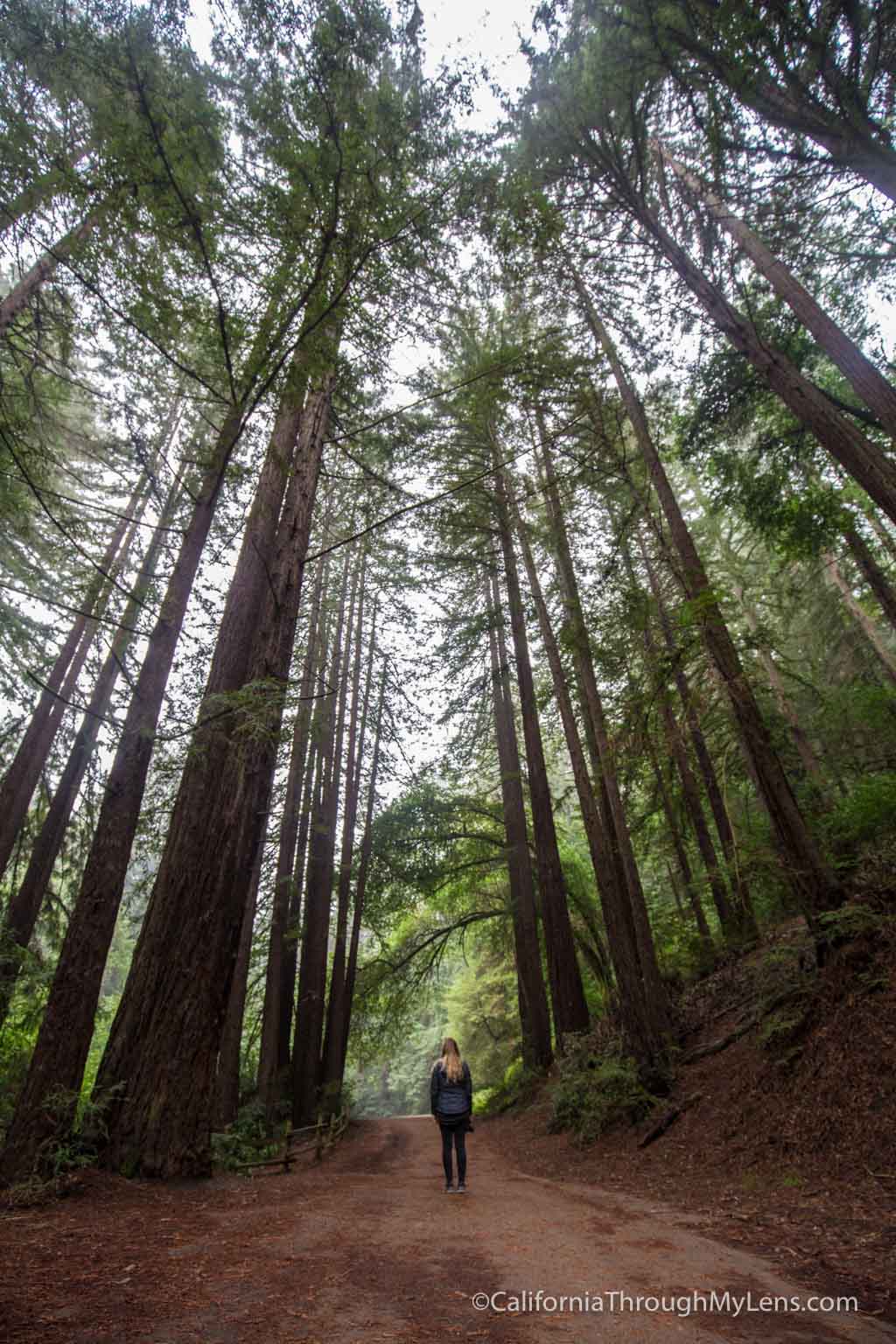 Redwood Regional Park Stream Trail in Oakland - California Through My Lens
