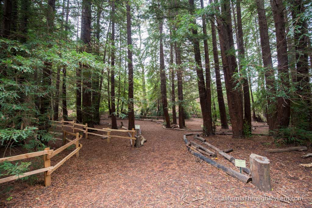 Redwood Regional Park Stream Trail in Oakland - California Through My Lens