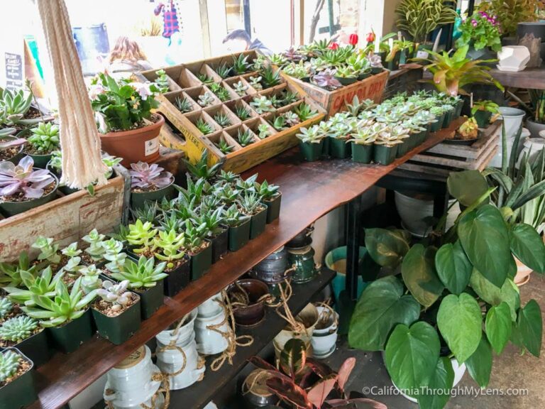 Temescal Alley: Where to Eat, Shop & Explore in Oakland's Favorite ...