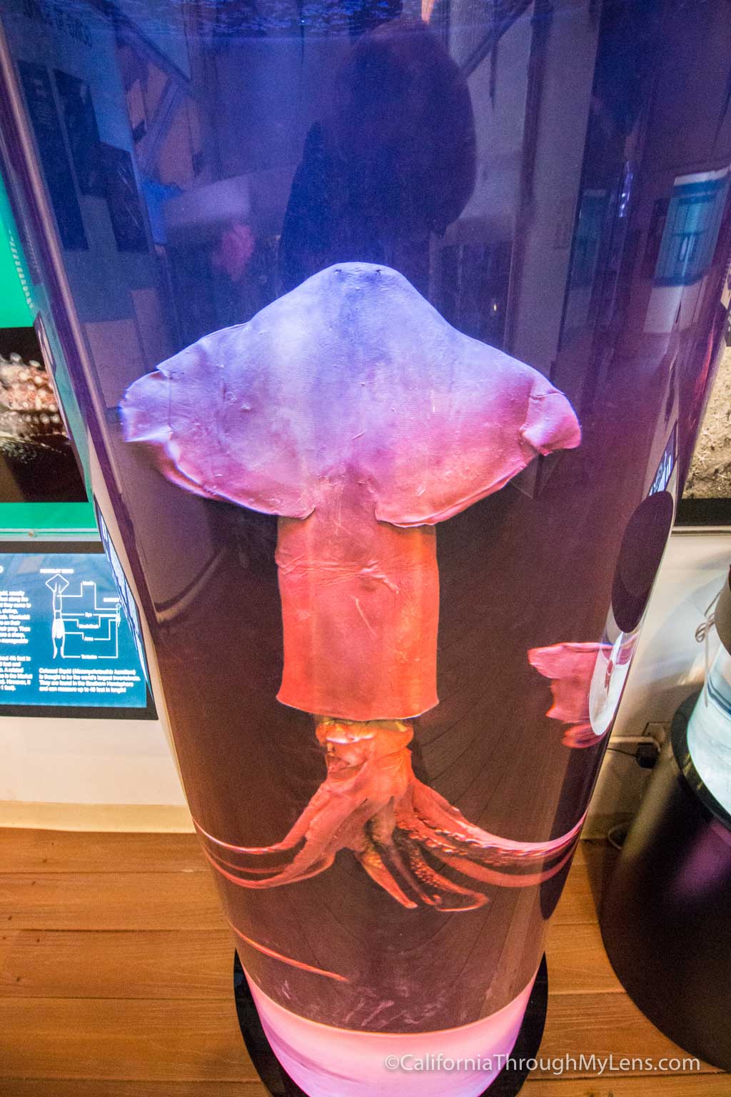 Cabrillo Aquarium: A Fun Family Friendly Aquarium in San Pedro ...