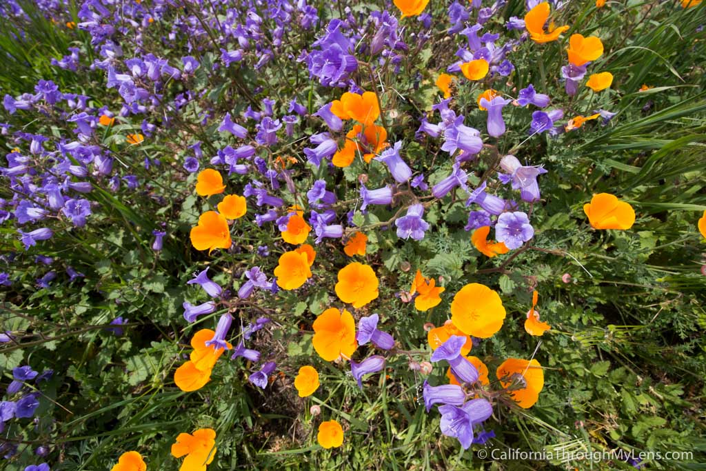 Where to See Wildflowers in Chino Hills State Park - California Through ...