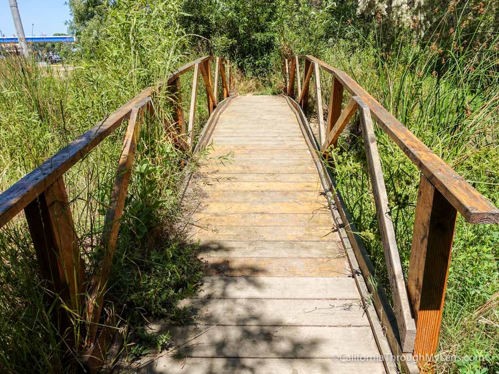 Madrona Marsh Preserve Hike in Torrance - California Through My Lens