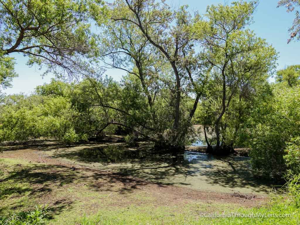 Madrona Marsh Preserve Hike in Torrance - California Through My Lens