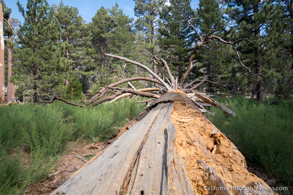 Desert View Trail in the San Jacinto Wilderness from Palm Springs Tram ...
