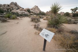 Hidden Valley Trail in Joshua Tree National Park - California Through ...
