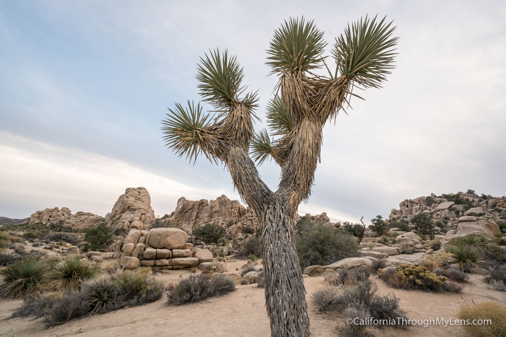 Hidden Valley Trail in Joshua Tree National Park - California Through ...