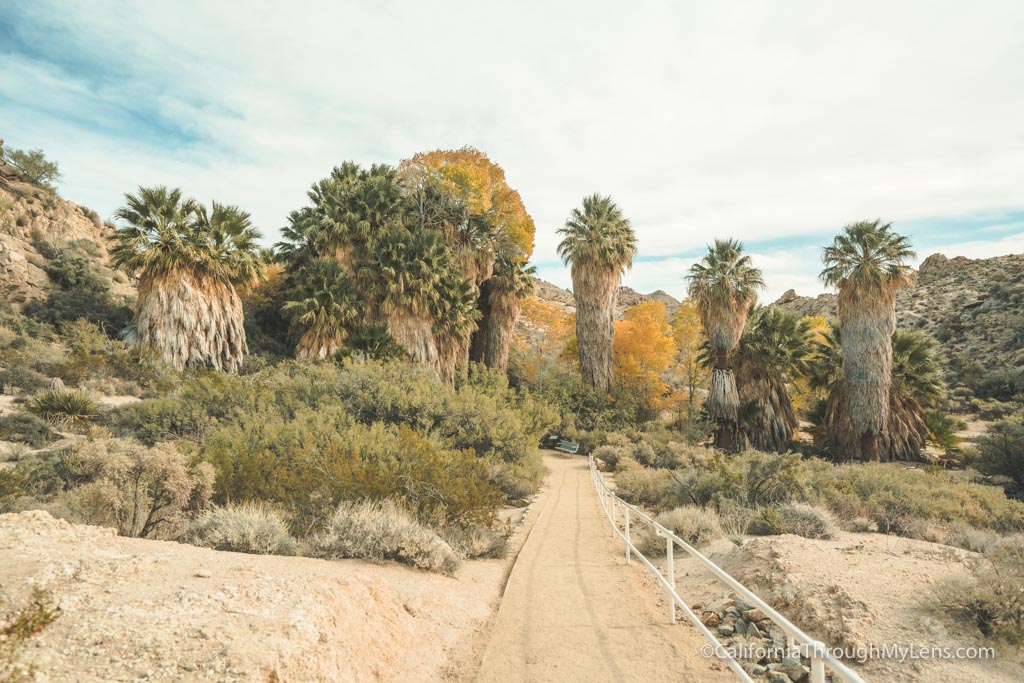 Mastodon Peak in Joshua Tree National Park - California Through My Lens