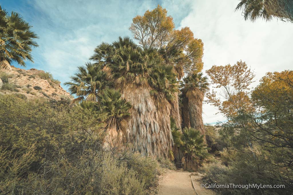 Mastodon Peak in Joshua Tree National Park - California Through My Lens
