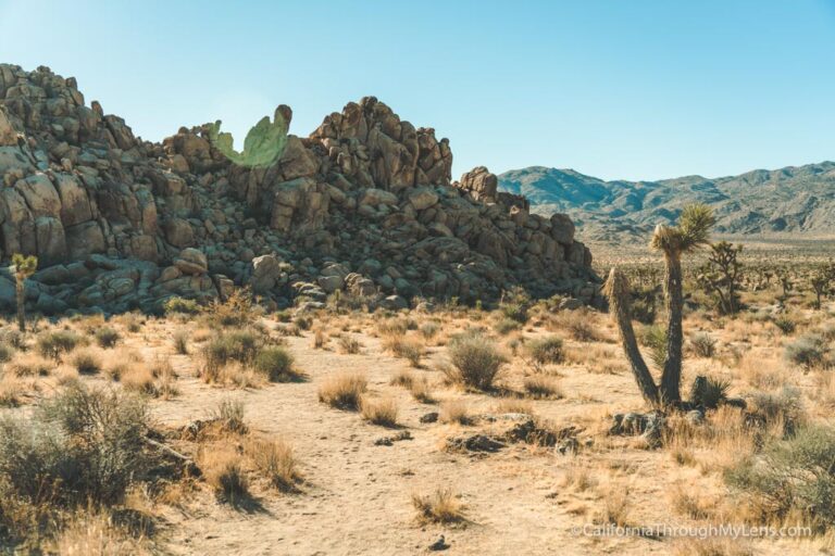 Samuelson Rocks in Joshua Tree National Park - California Through My Lens