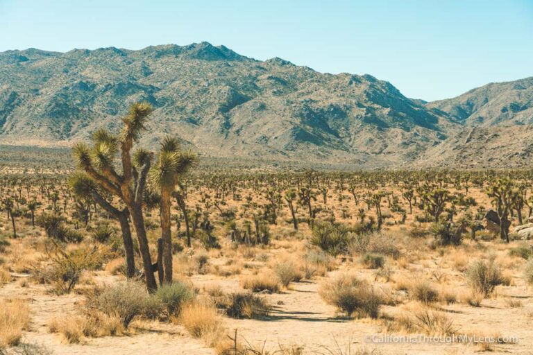 Samuelson Rocks in Joshua Tree National Park - California Through My Lens